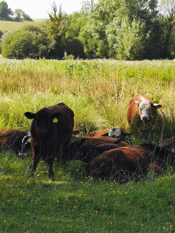 Cow common gate closure, Chilbolton, Stockbridge : Local News - HugoFox