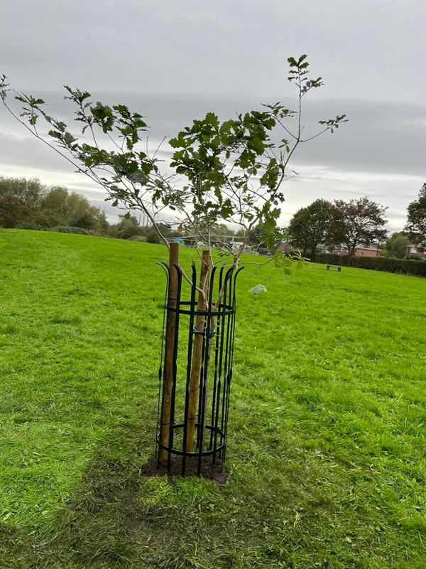 HRH King Charles III Coronation Tree, Rotherham : Local News - HugoFox