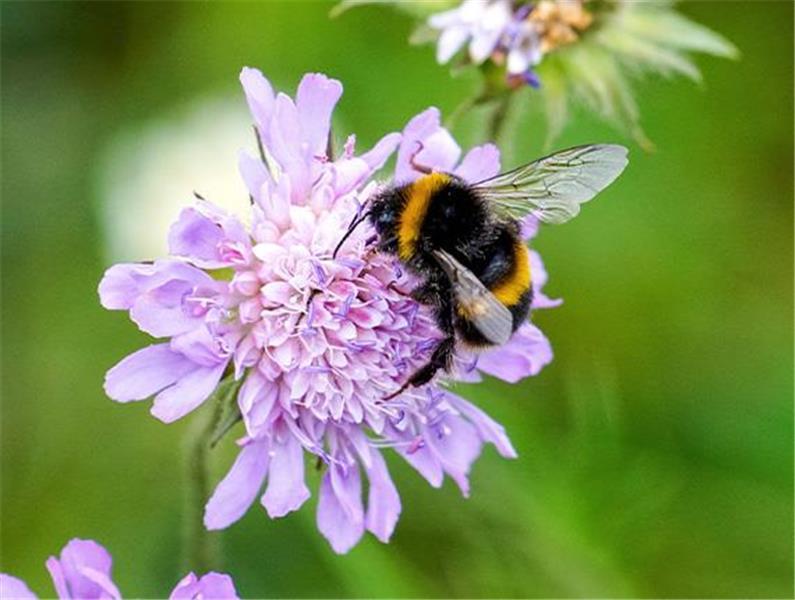 Kent's Plan Bee release the Community Pollinator Toolkit and ...