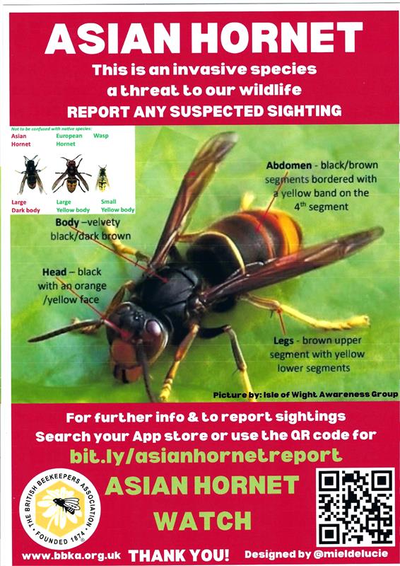 Asian Hornets in Kent, Stelling Minnis, Canterbury : Local News - HugoFox